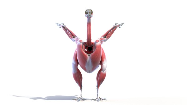 3D Chicken Body Skeleton and Muscles Static model - TurboSquid 1910599
