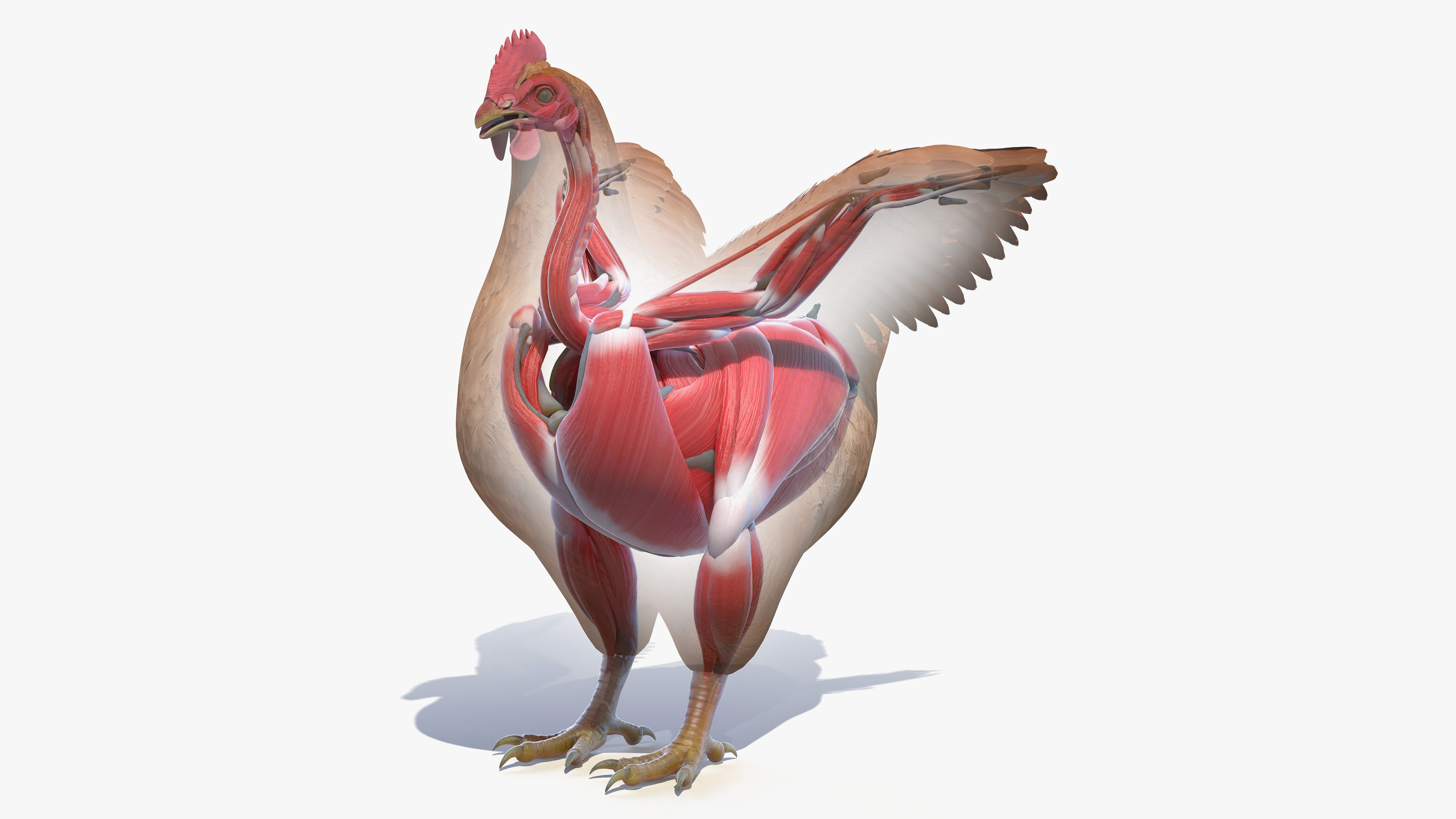 3D Chicken Body Skeleton and Muscles Static model - TurboSquid 1910599