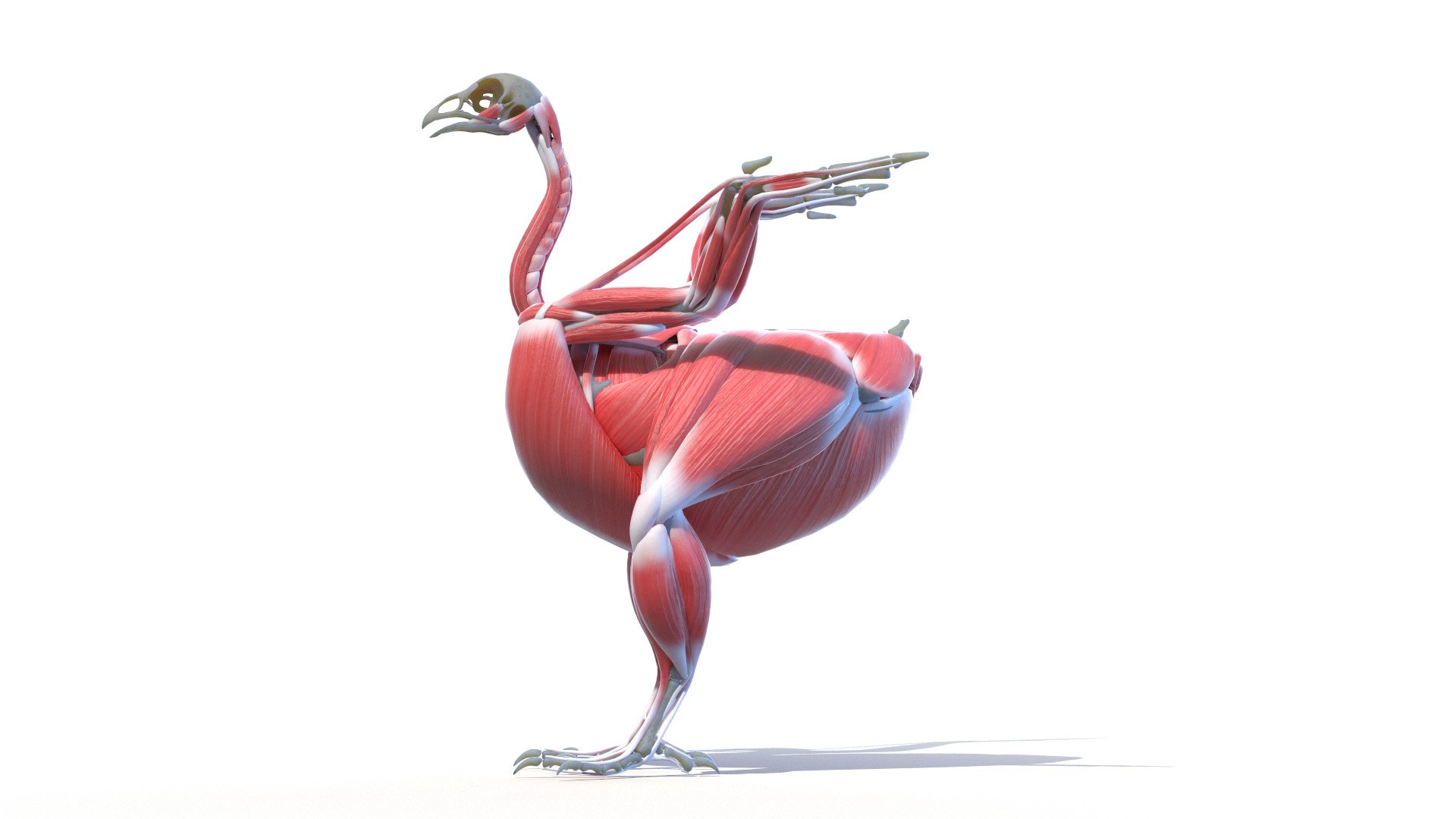 3D Chicken Body Skeleton and Muscles Static model - TurboSquid 1910599