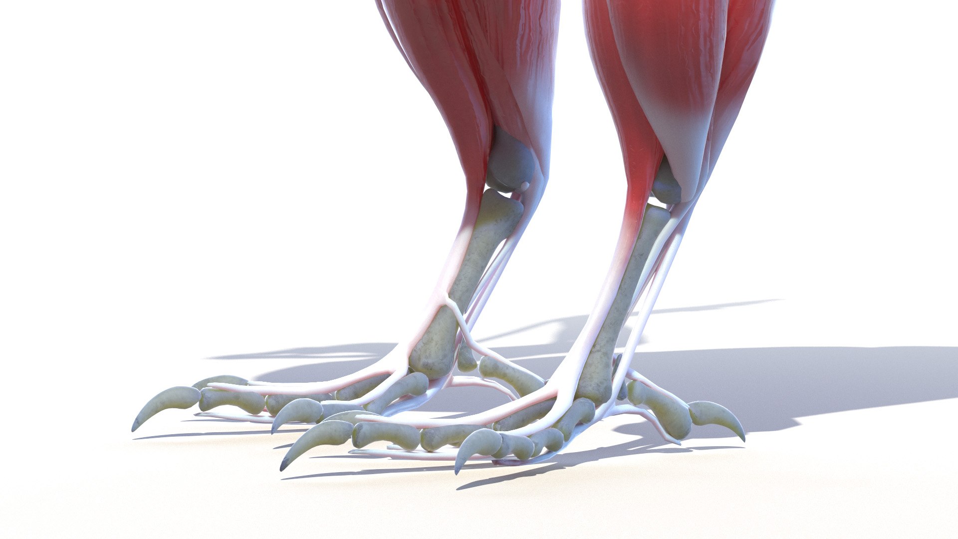 3D Chicken Body Skeleton and Muscles Static model - TurboSquid 1910599