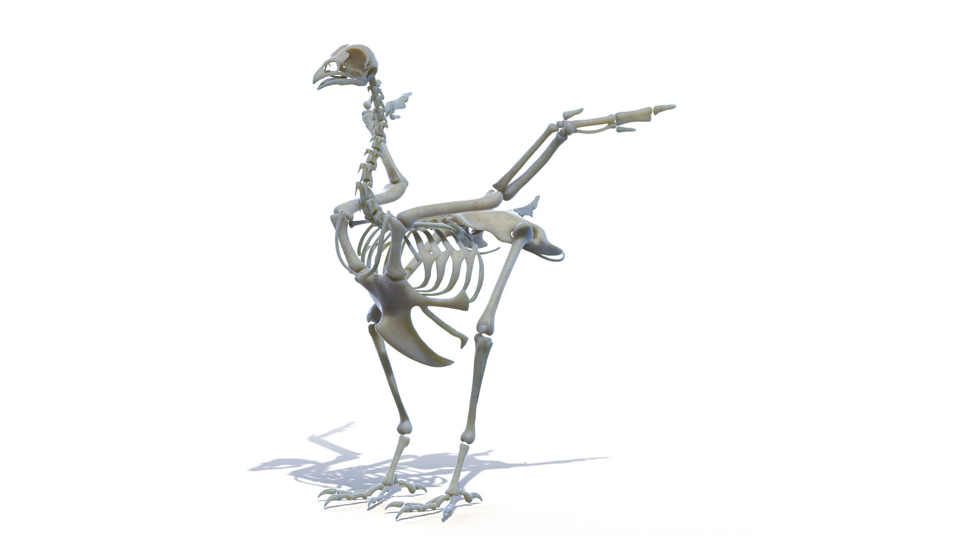 3D Chicken Body Skeleton and Muscles Static model - TurboSquid 1910599