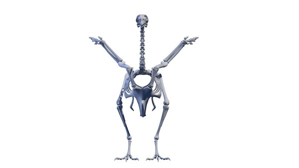 3D Chicken Body Skeleton and Muscles Static model - TurboSquid 1910599