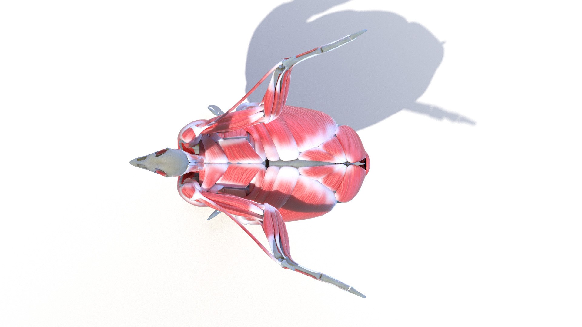 3D Chicken Body Skeleton and Muscles Static model - TurboSquid 1910599