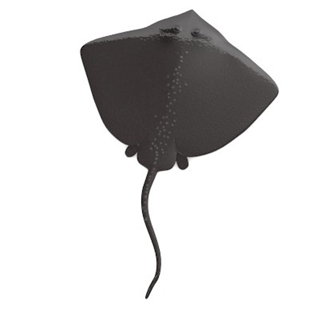 Stingray Sting 3d Model