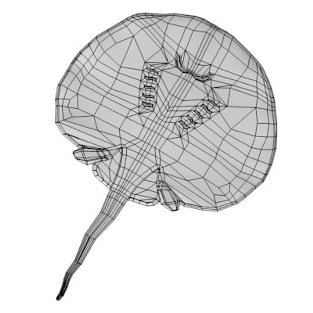 Stingray Sting 3d Model