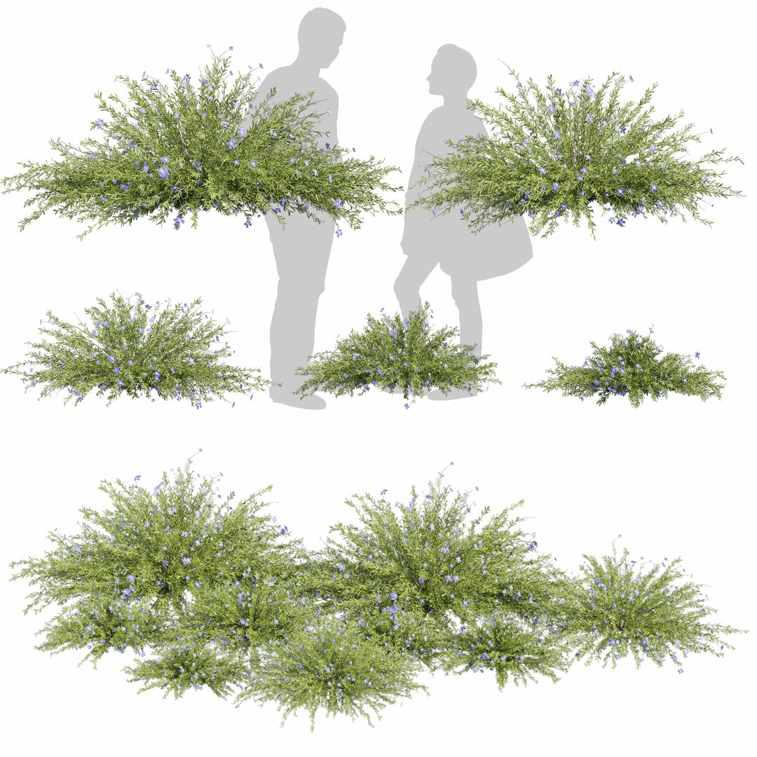 Collection Plant Vol 593 - Lechenaultia - Biloba - Shurb - 3Ds Max ...