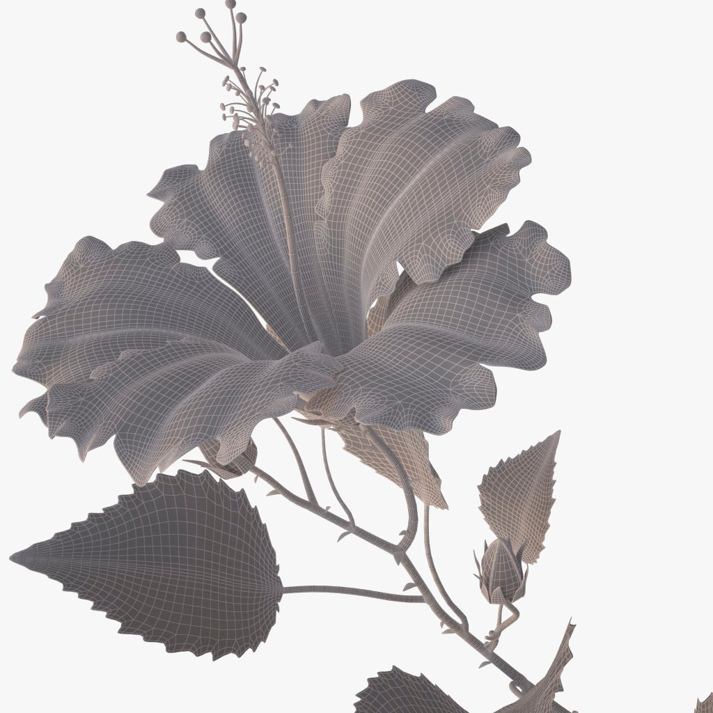 3d model hibiscus pink