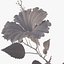 3d Model Hibiscus Pink