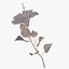 3d Model Hibiscus Pink