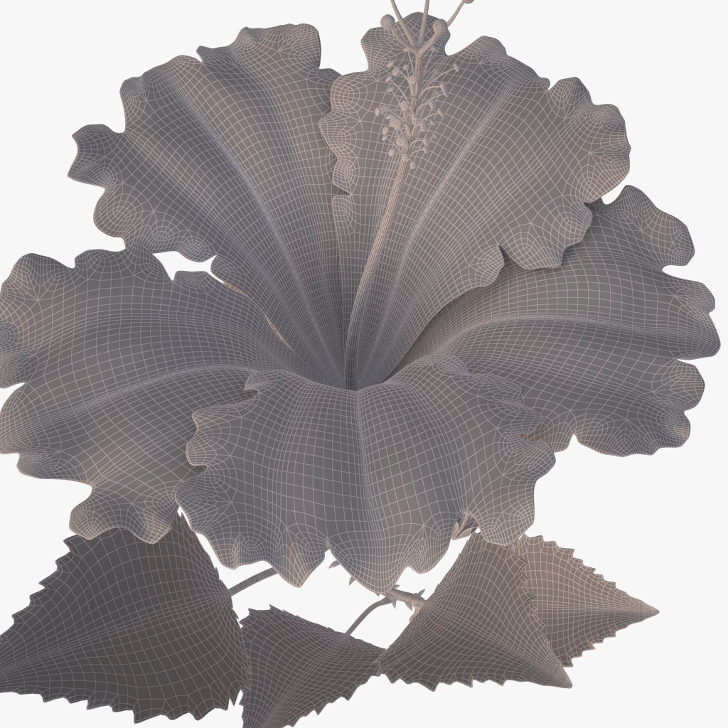 3d model hibiscus pink