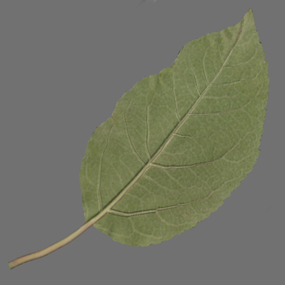Lightwave Apple Leaf