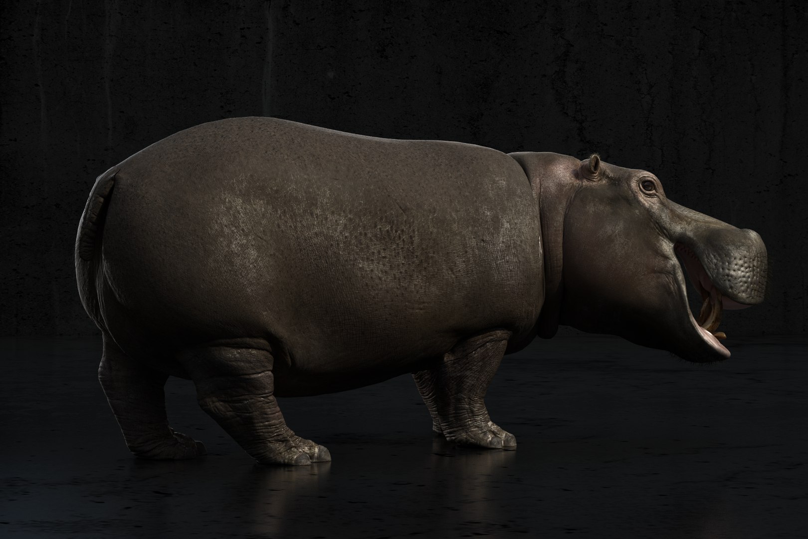 3d model of realistic animation hippo