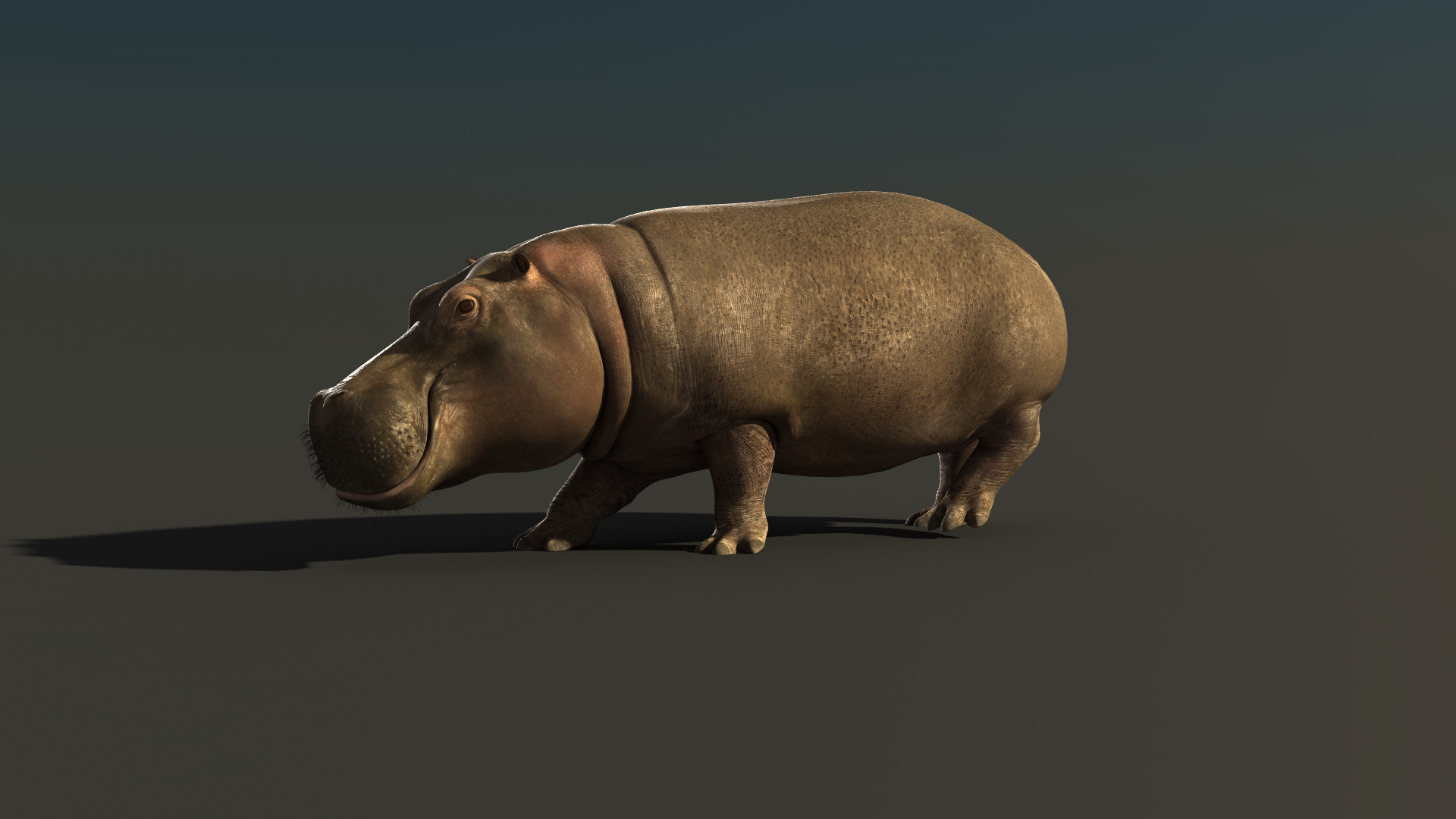 3d model of realistic animation hippo