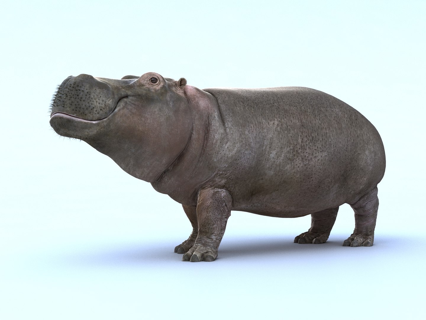 3d model of realistic animation hippo
