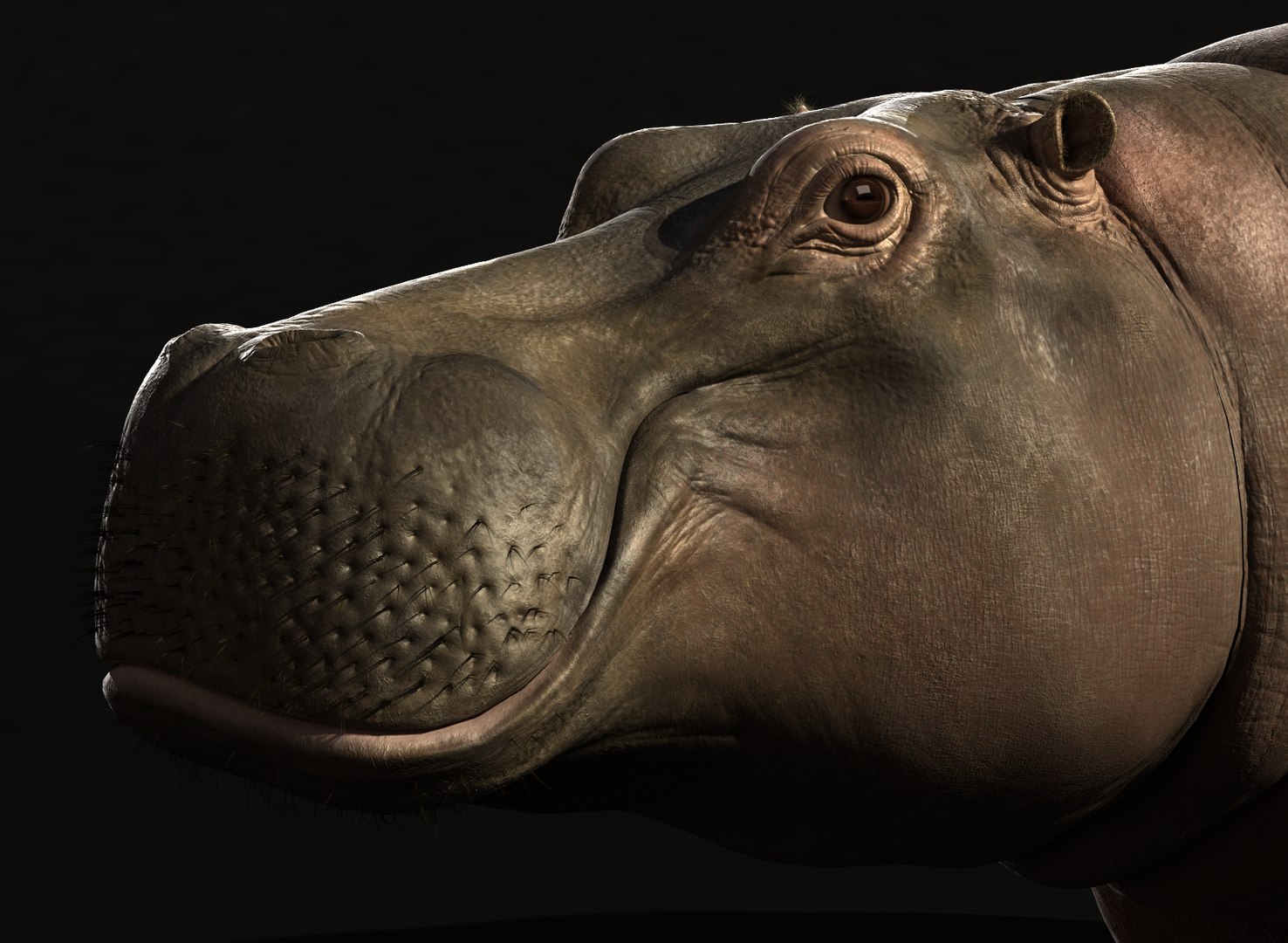 3d model of realistic animation hippo