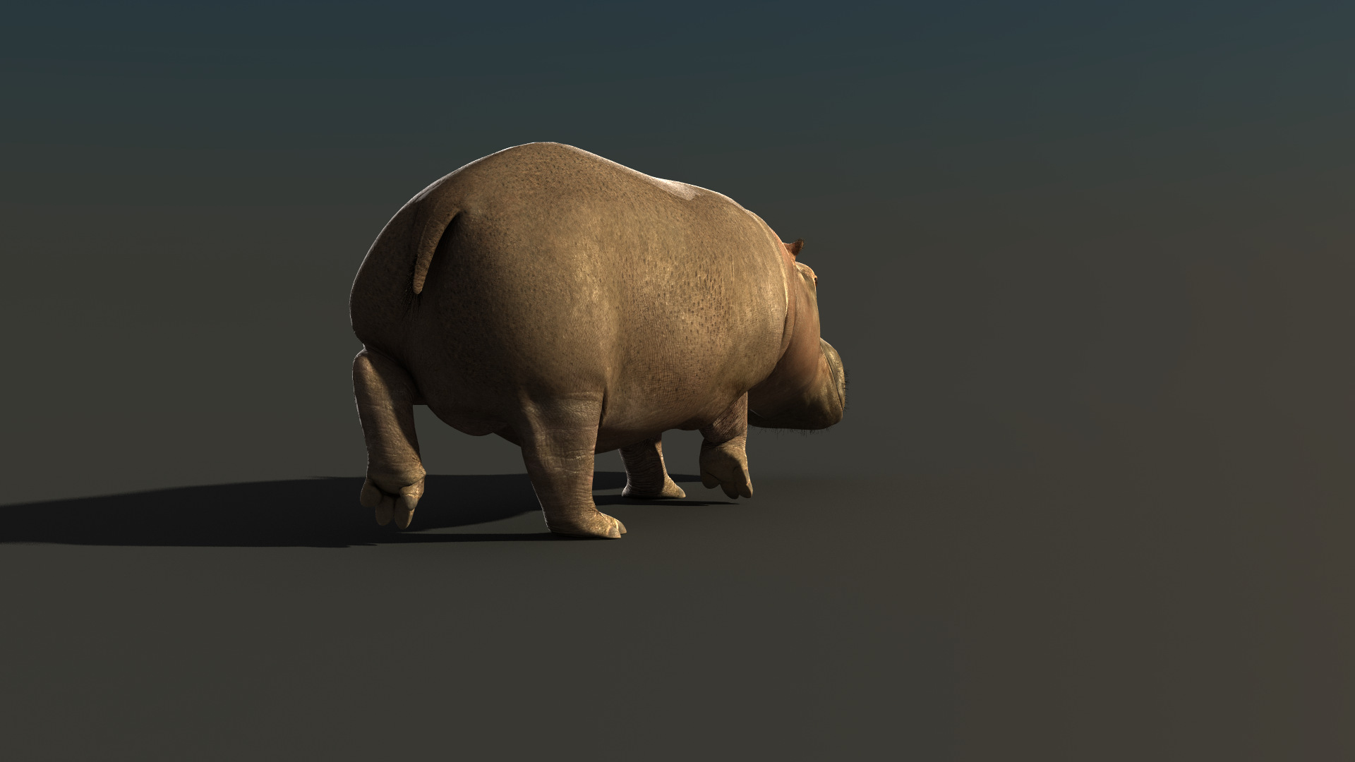 3d model of realistic animation hippo