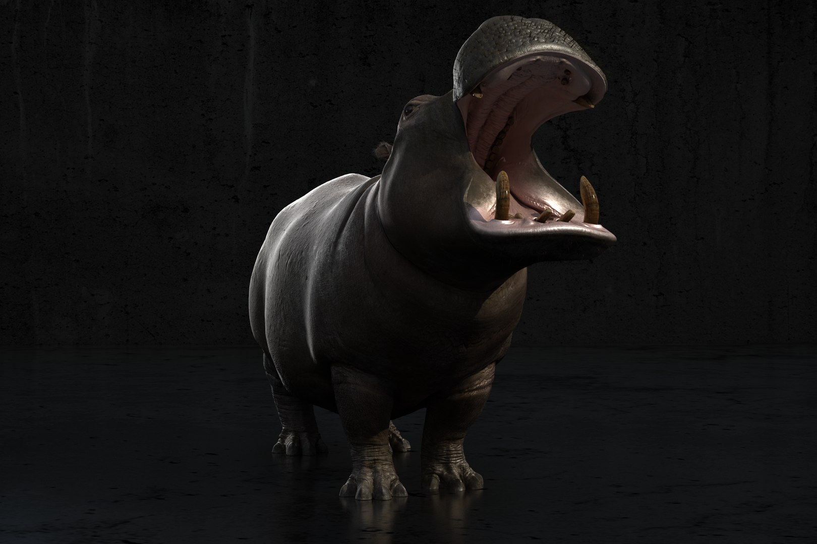 3d model of realistic animation hippo