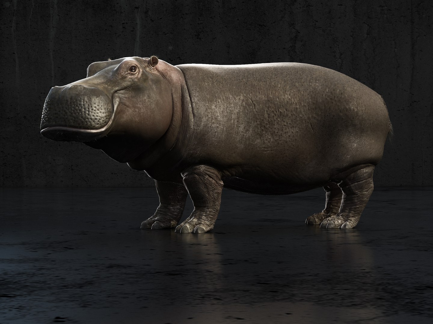 3d model of realistic animation hippo