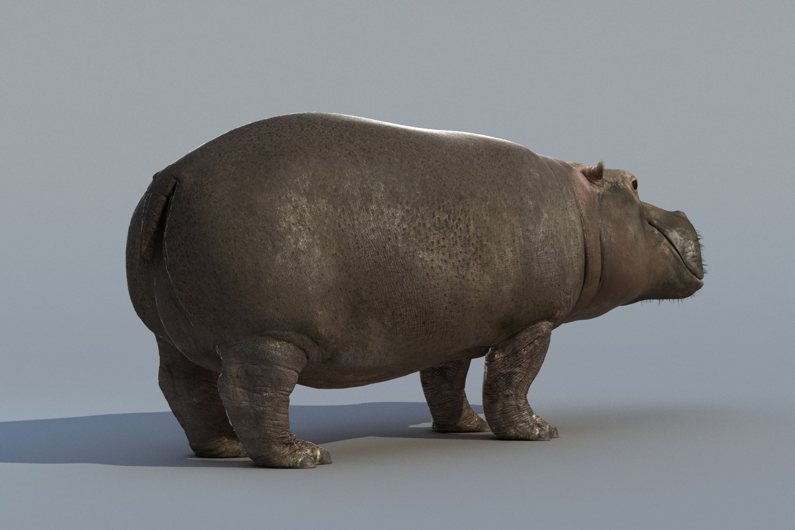 3d model of realistic animation hippo