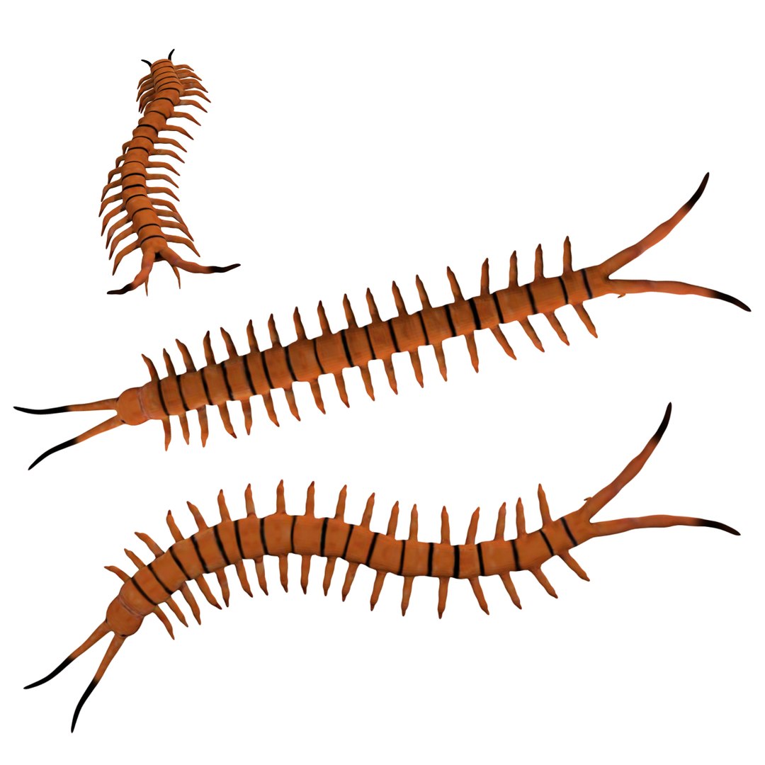3D Rigged Centipede Model - TurboSquid 1768371