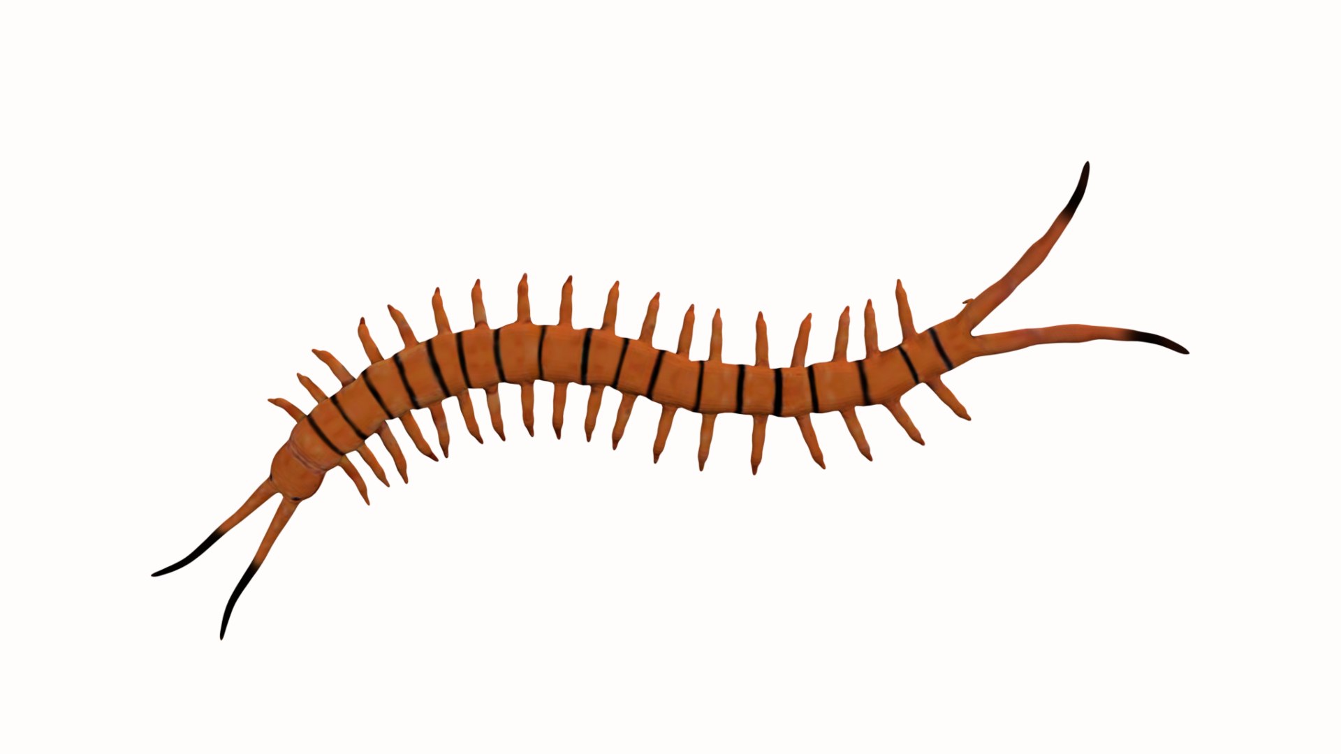 3D Rigged Centipede Model - TurboSquid 1768371