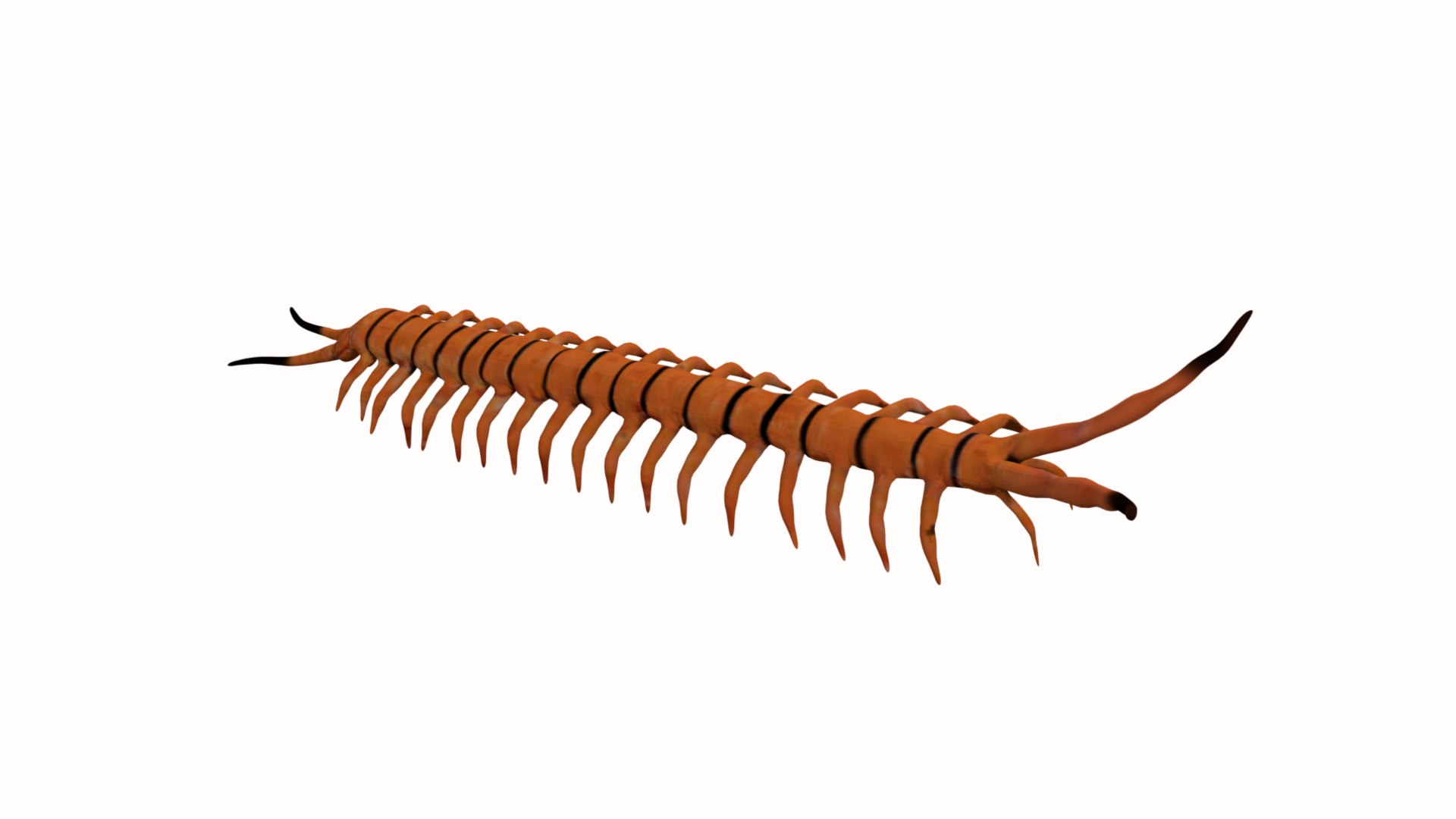 3D Rigged Centipede Model - TurboSquid 1768371