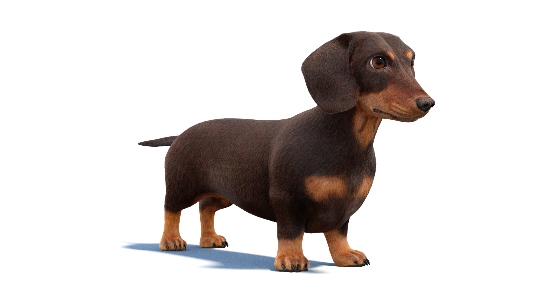 3D Animated Dachshund 3D Model Fur - TurboSquid 2266101