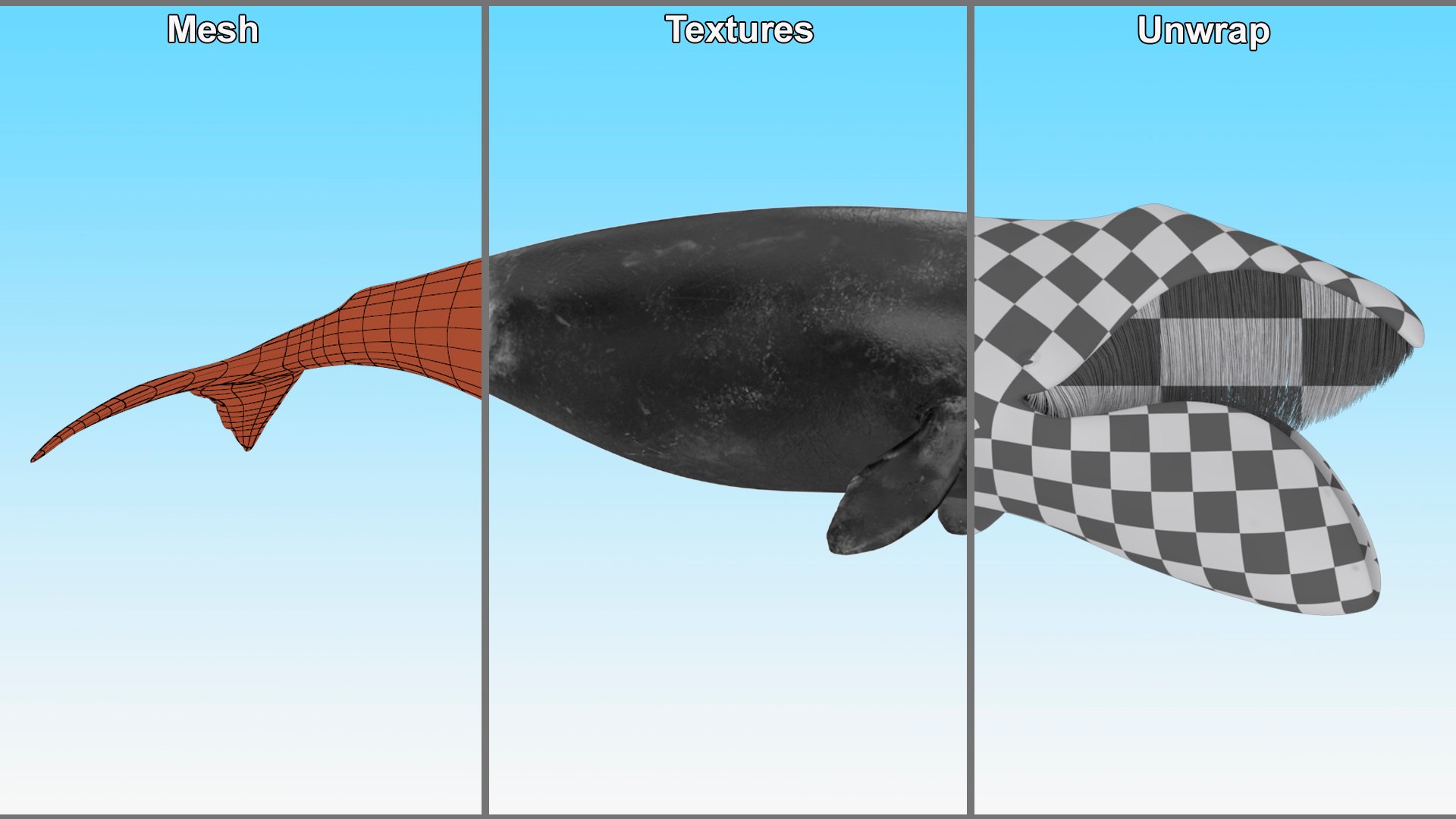 Sea Animal Bowhead Whale Rigged For Cinema 4D 3D - TurboSquid 2131855