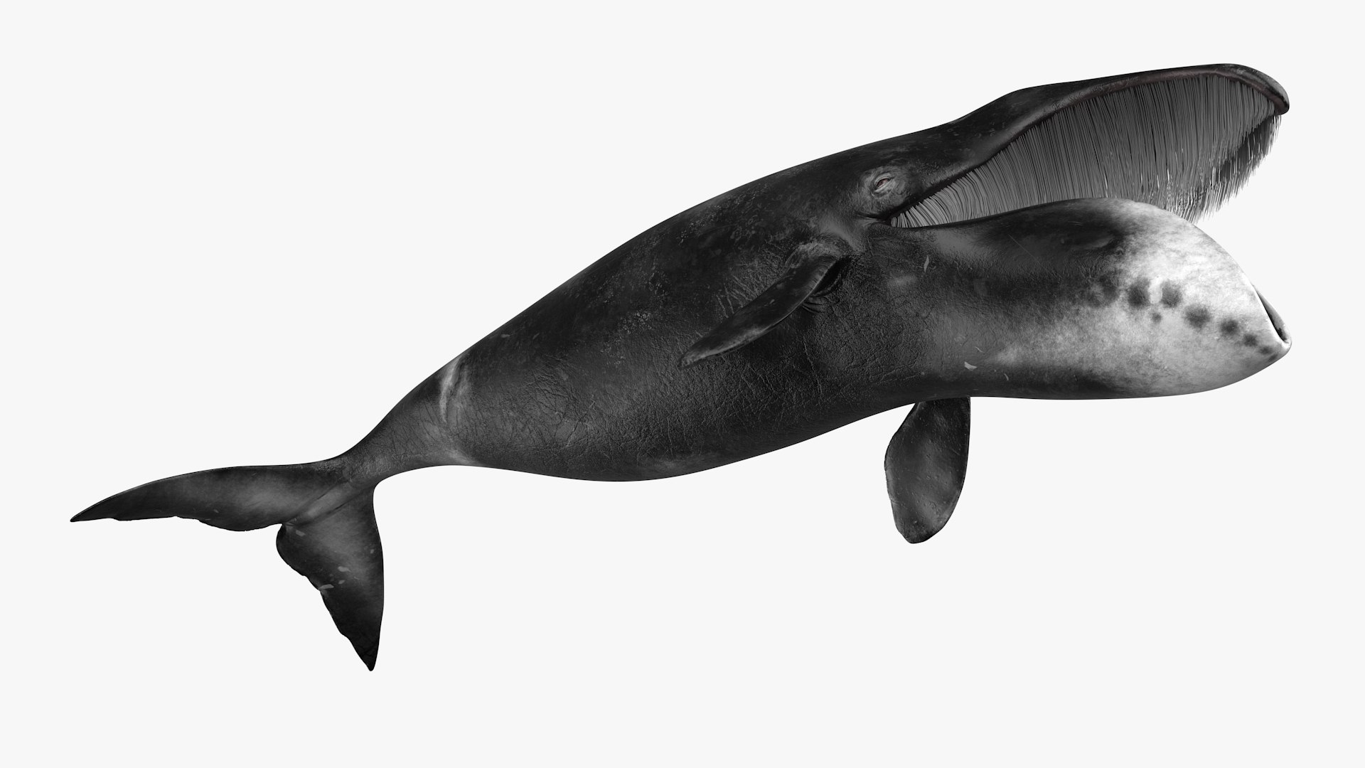 Sea Animal Bowhead Whale Rigged for Cinema 4D 3D - TurboSquid 2131855