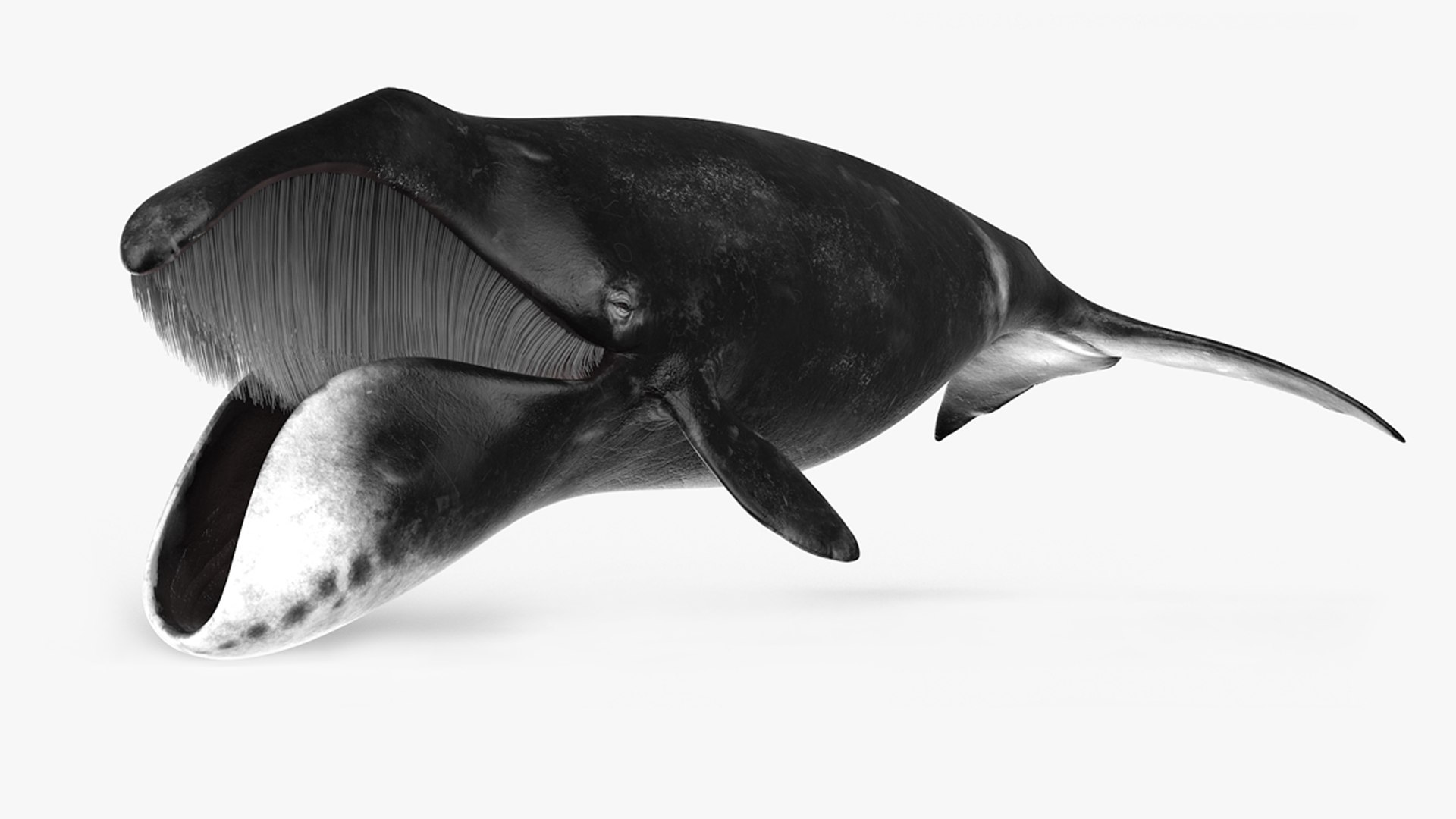 Sea Animal Bowhead Whale Rigged for Cinema 4D 3D - TurboSquid 2131855