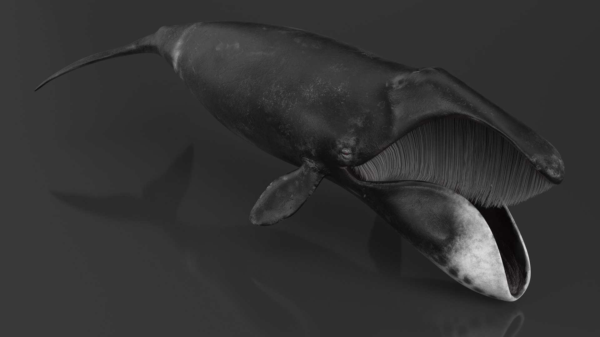 Sea Animal Bowhead Whale Rigged for Cinema 4D 3D - TurboSquid 2131855