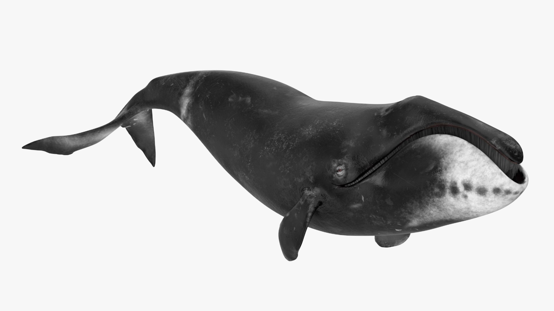 Sea Animal Bowhead Whale Rigged For Cinema 4D 3D - TurboSquid 2131855