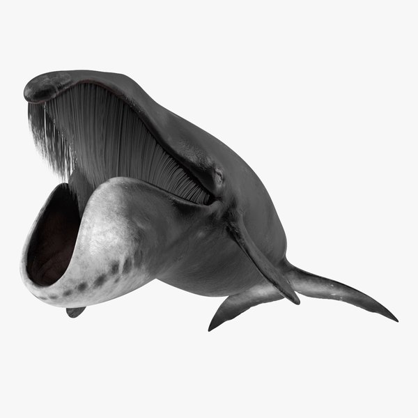 Bowhead Whale 3D Models for Download | TurboSquid