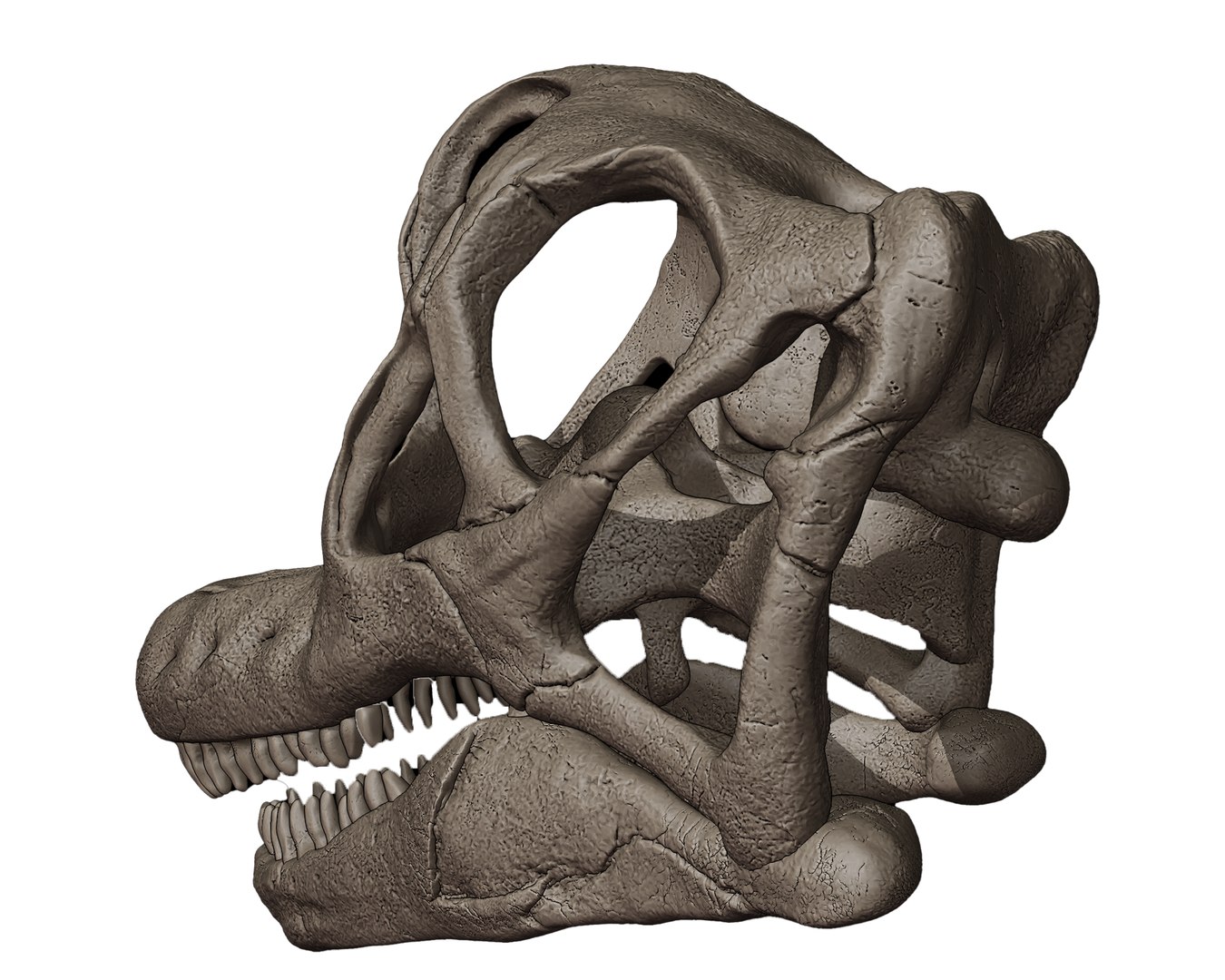 Brachiosaurus Skull 3D Print Model Model - TurboSquid 2162553