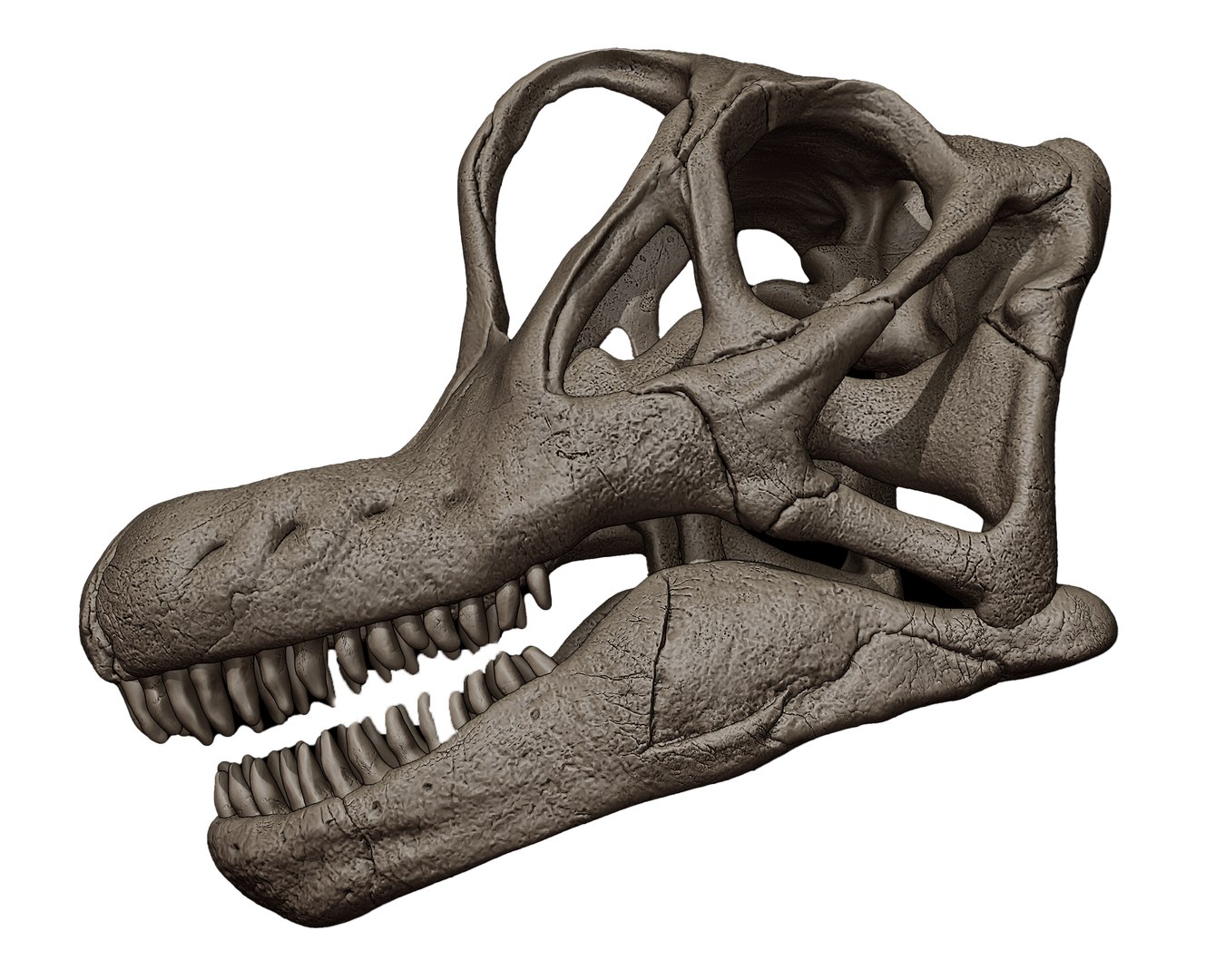 Brachiosaurus Skull 3D Print Model Model - TurboSquid 2162553