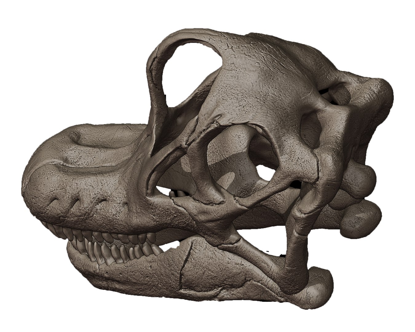 Brachiosaurus Skull 3D Print Model Model - TurboSquid 2162553