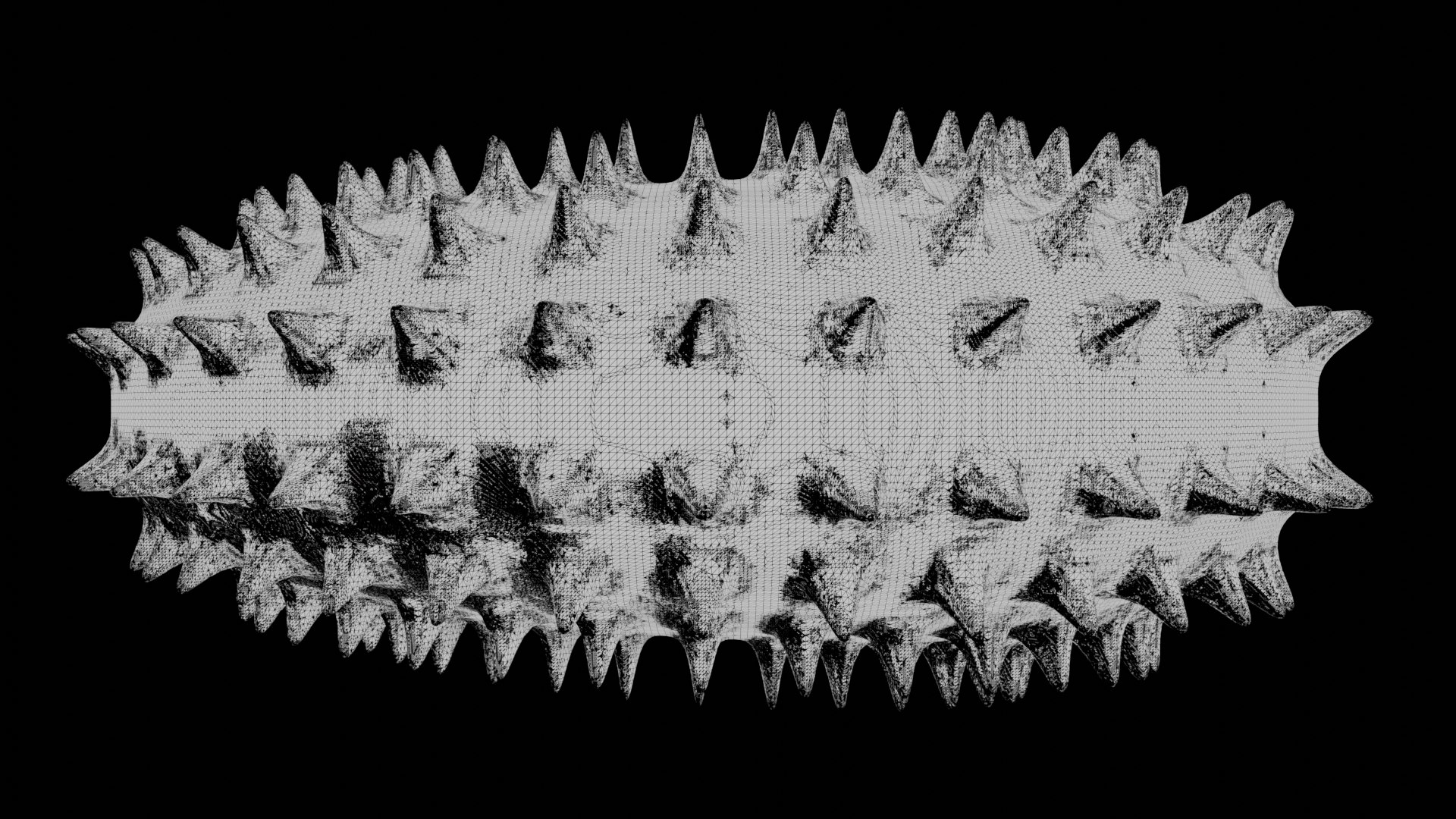 3D Subevolute Ammonoid Shell With Spines - TurboSquid 2289757