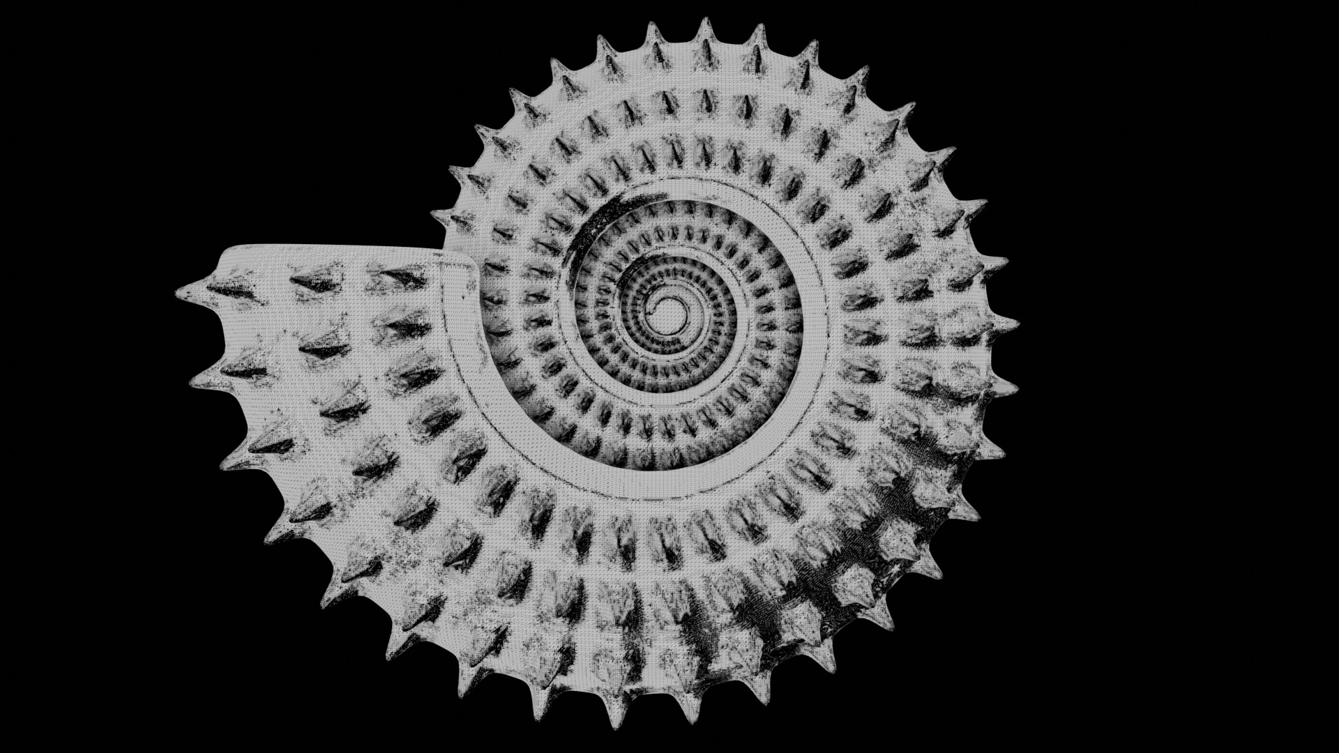3D Subevolute Ammonoid Shell With Spines - TurboSquid 2289757