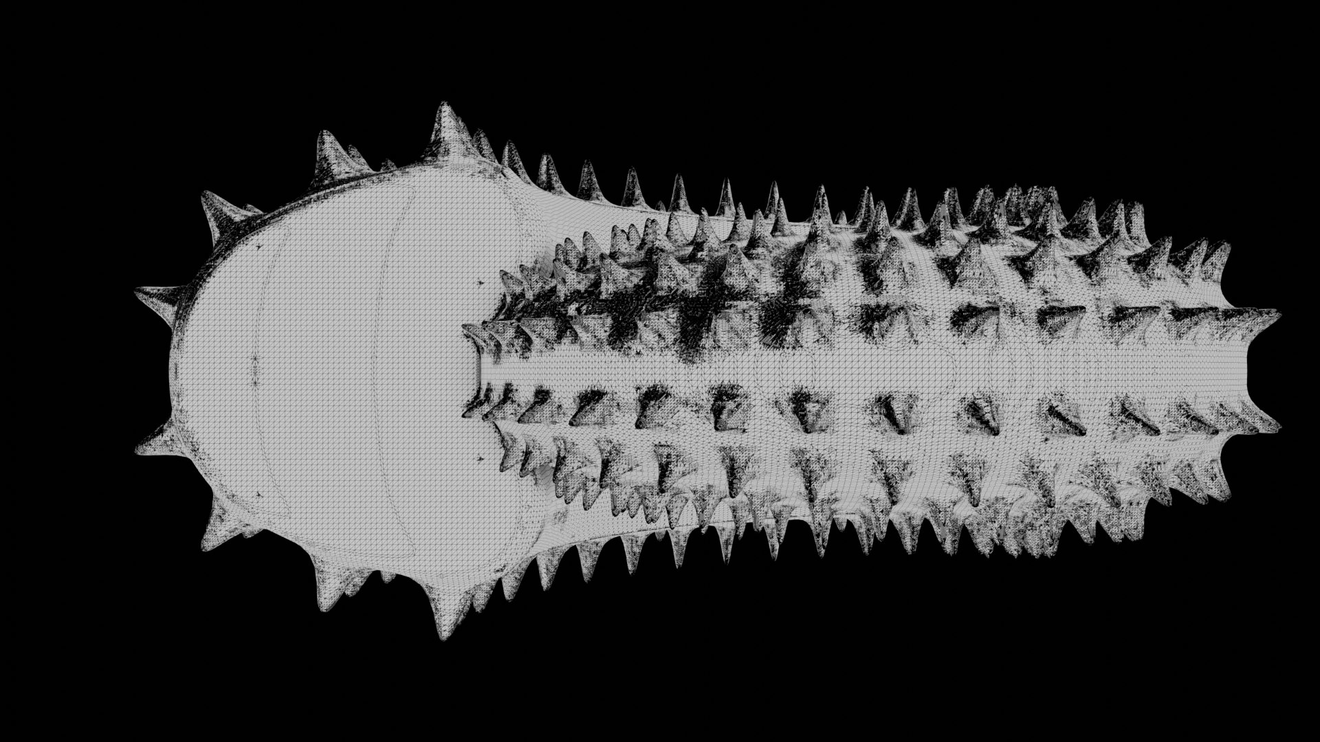 3D Subevolute Ammonoid Shell With Spines - TurboSquid 2289757