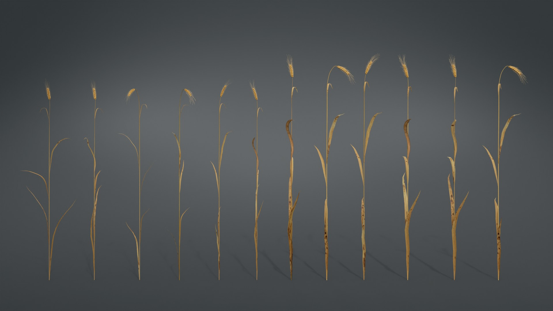 3D Wheat Model - TurboSquid 1634289