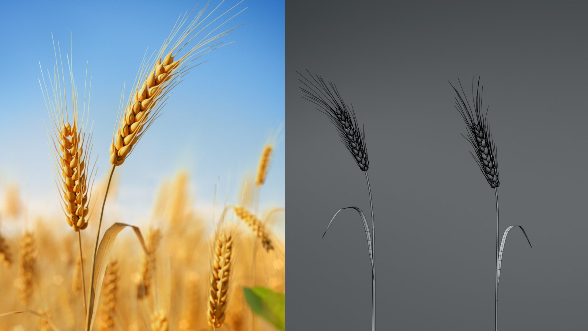 3D Wheat Model - TurboSquid 1634289