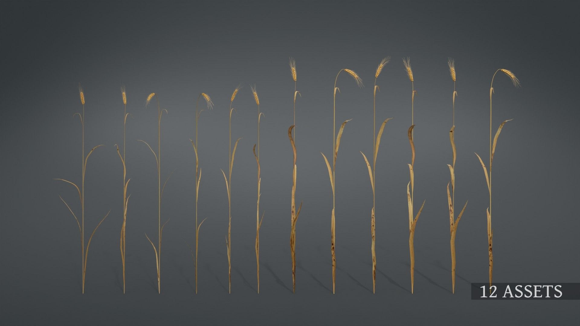 3D Wheat Model - TurboSquid 1634289