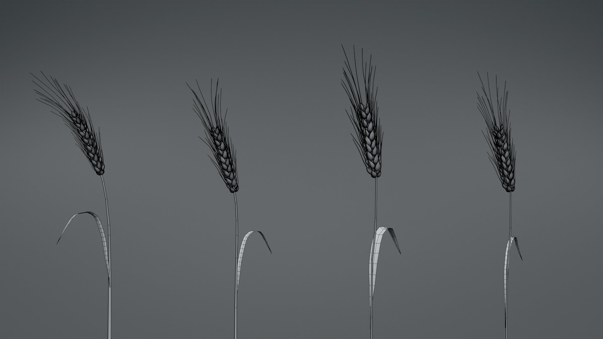 3D Wheat Model - TurboSquid 1634289