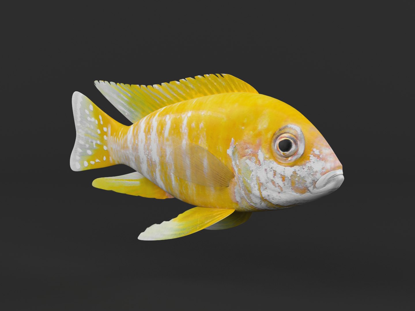 Fish Cichlid 3D - TurboSquid 1629568