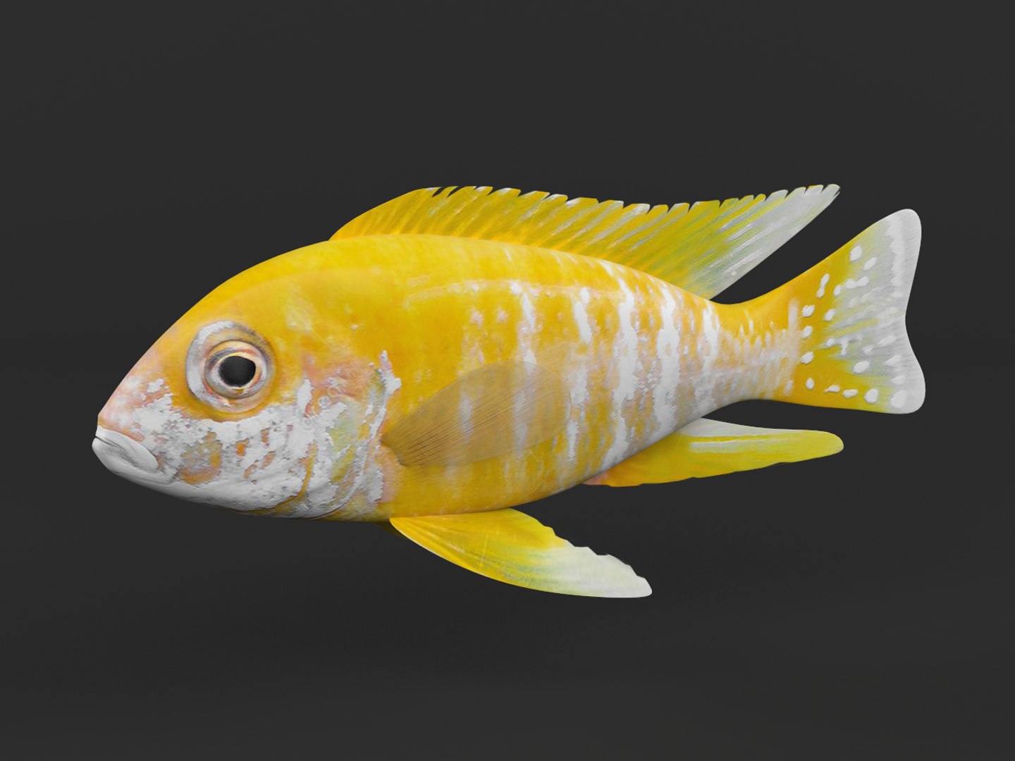 Fish Cichlid 3D - TurboSquid 1629568