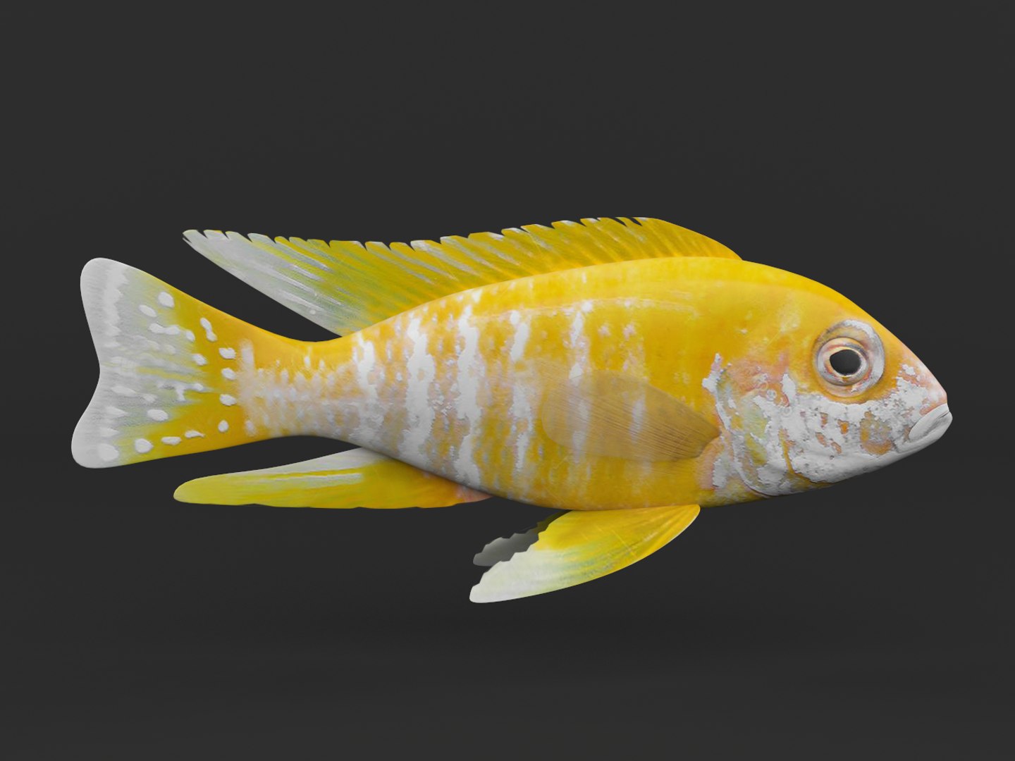 Fish Cichlid 3D - TurboSquid 1629568