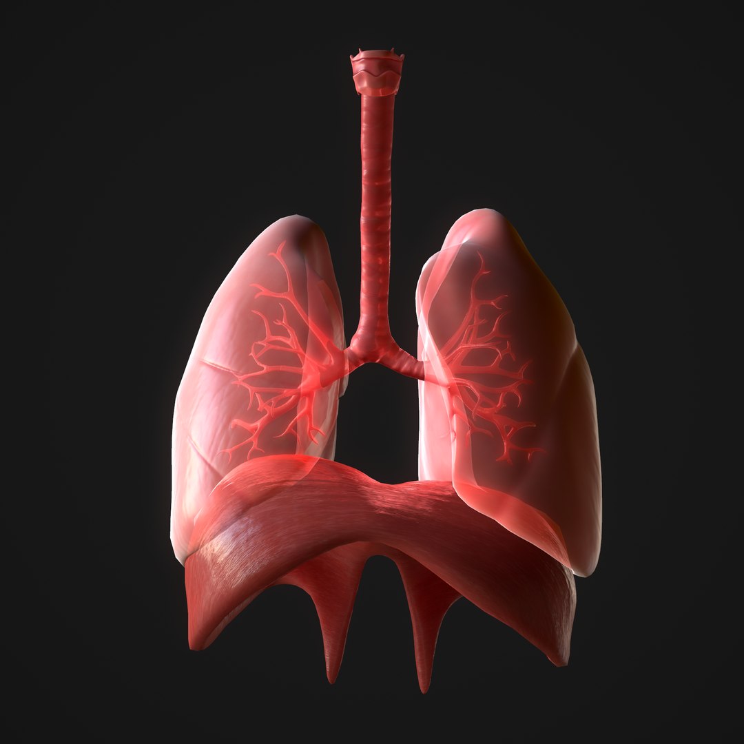 3D Model Human Lungs - TurboSquid 1647190