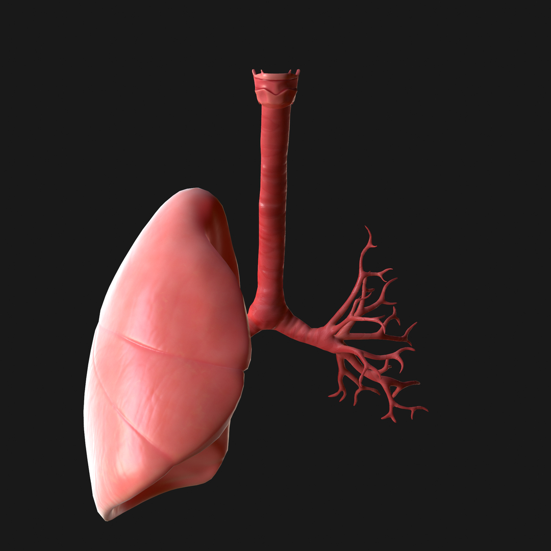 3D Model Human Lungs - TurboSquid 1647190