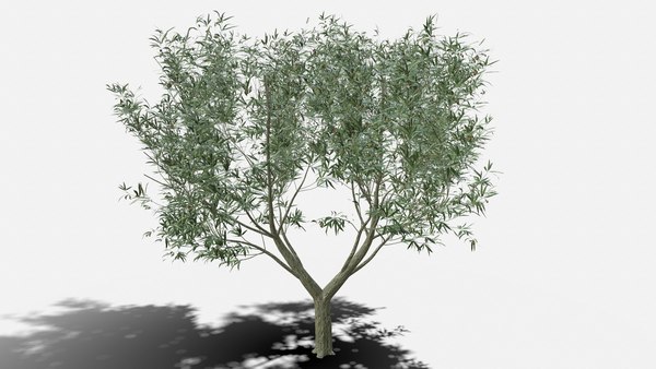 x olive tree 1 olea