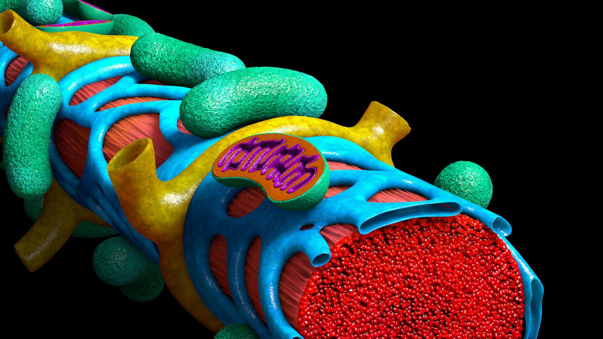 3d Muscle Fiber Model